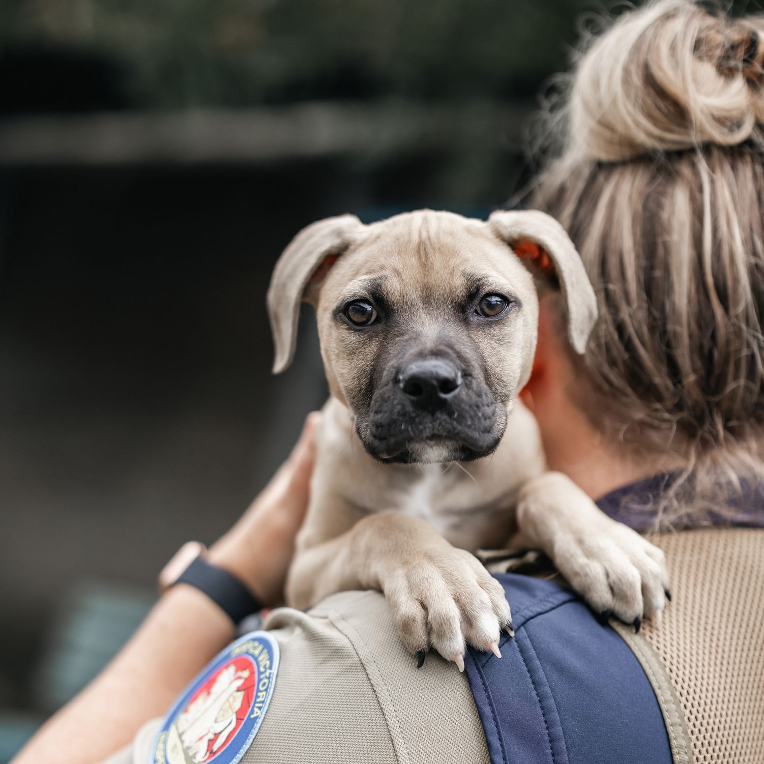 Report animal cruelty | RSPCA Australia