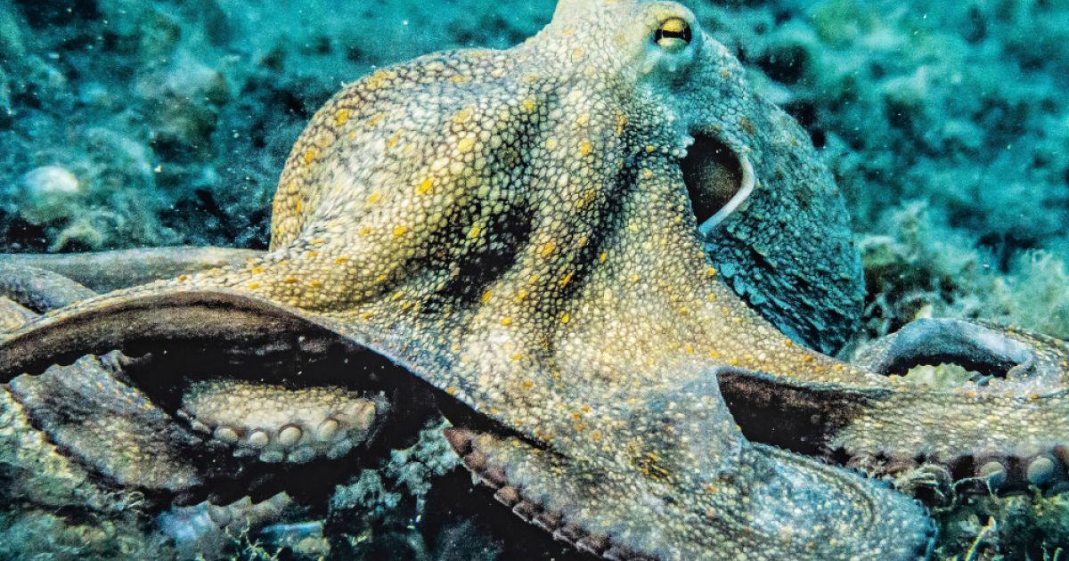 Animal Welfare Science Update | RSPCA Australia