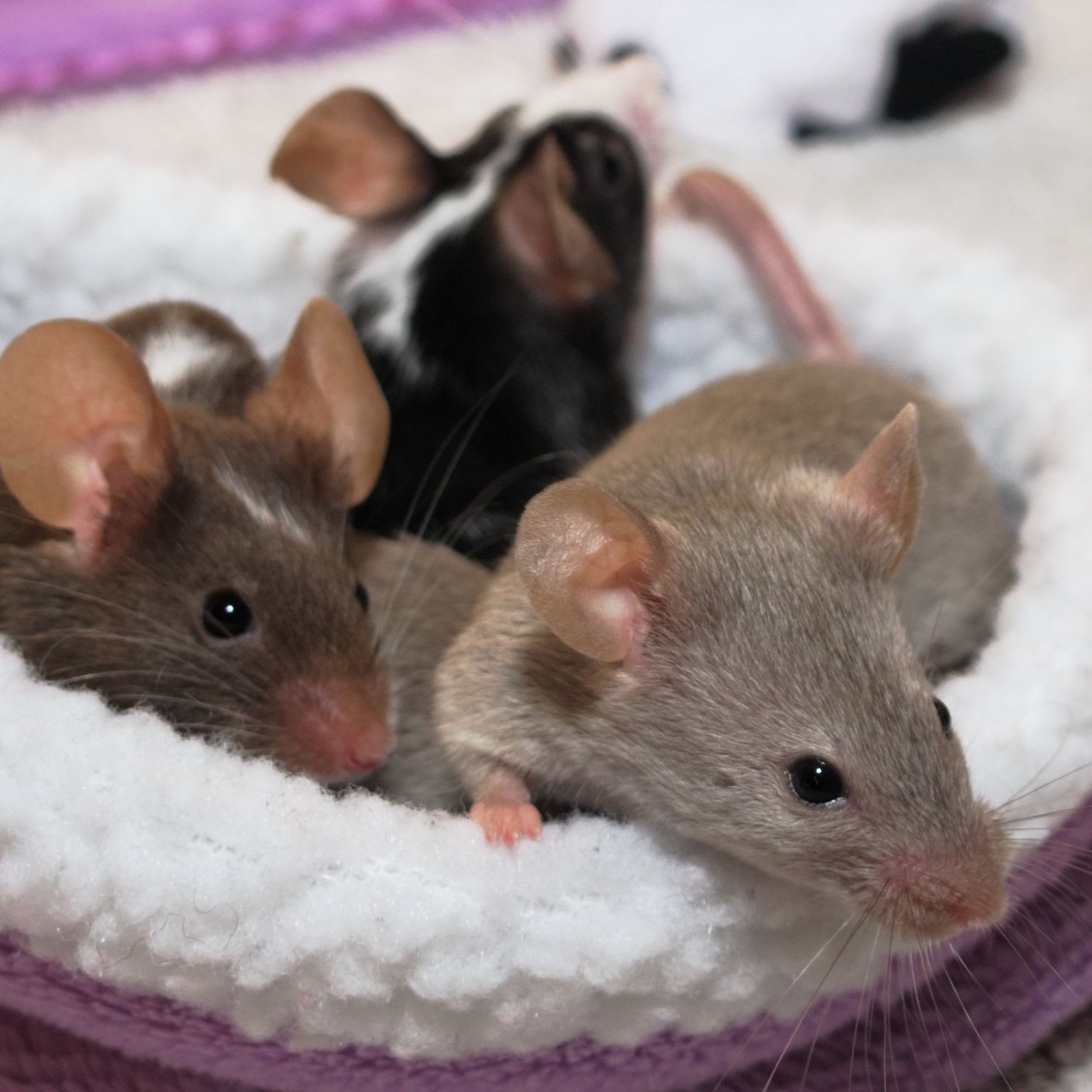 How to groom mice | RSPCA Australia