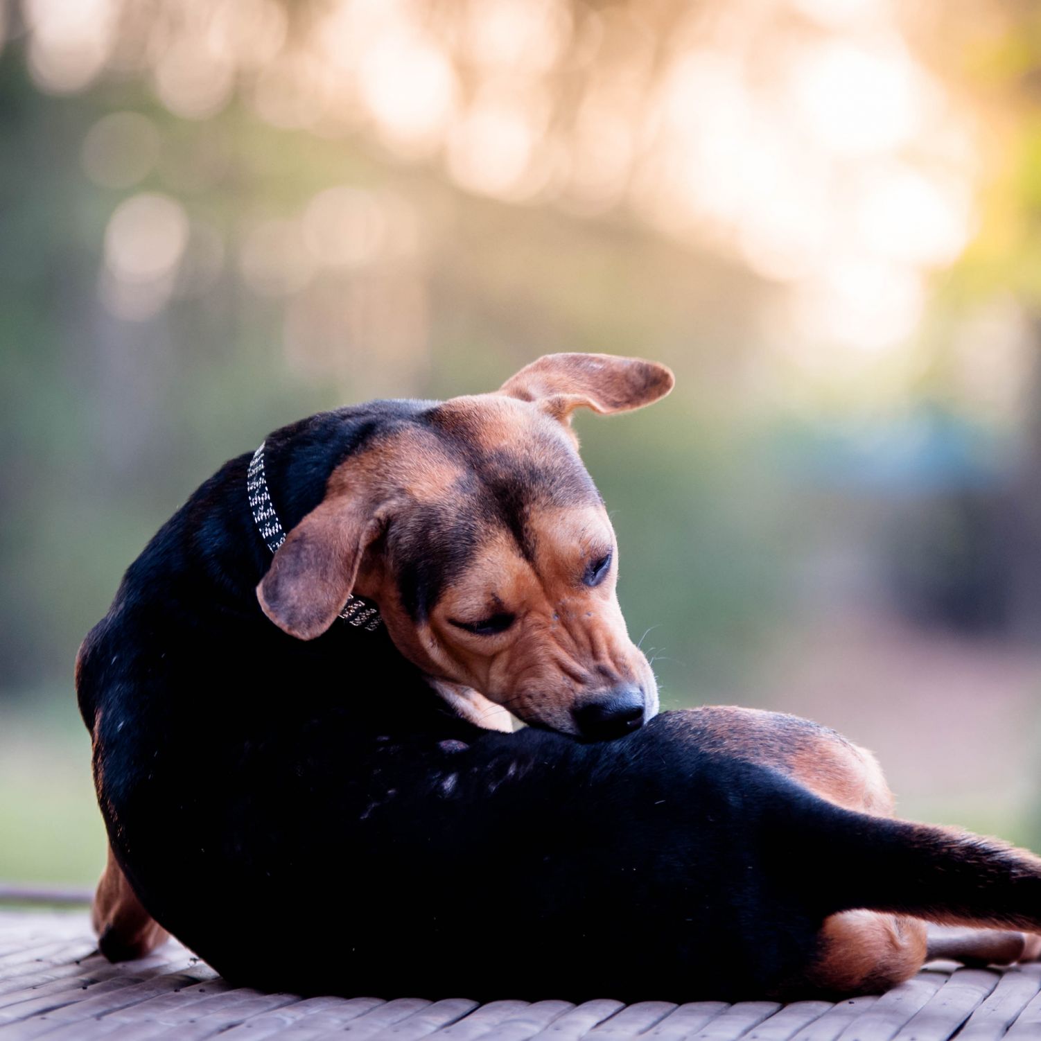 Understanding fleas and their impact on companion animals | RSPCA Australia