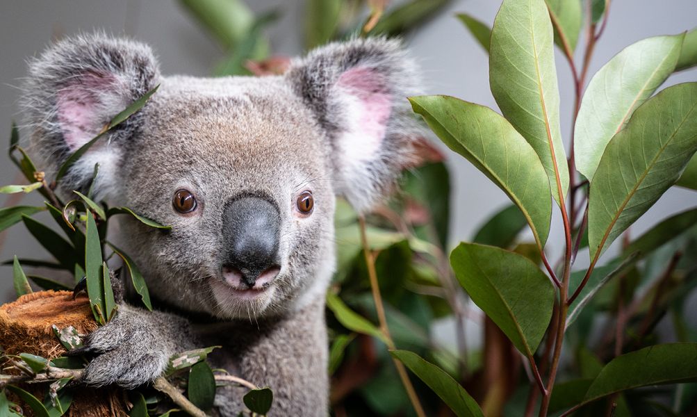 Wildlife | RSPCA Australia