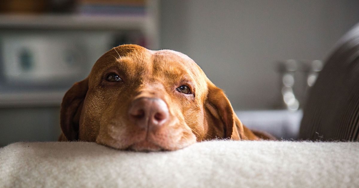 Pet legacies | RSPCA Australia