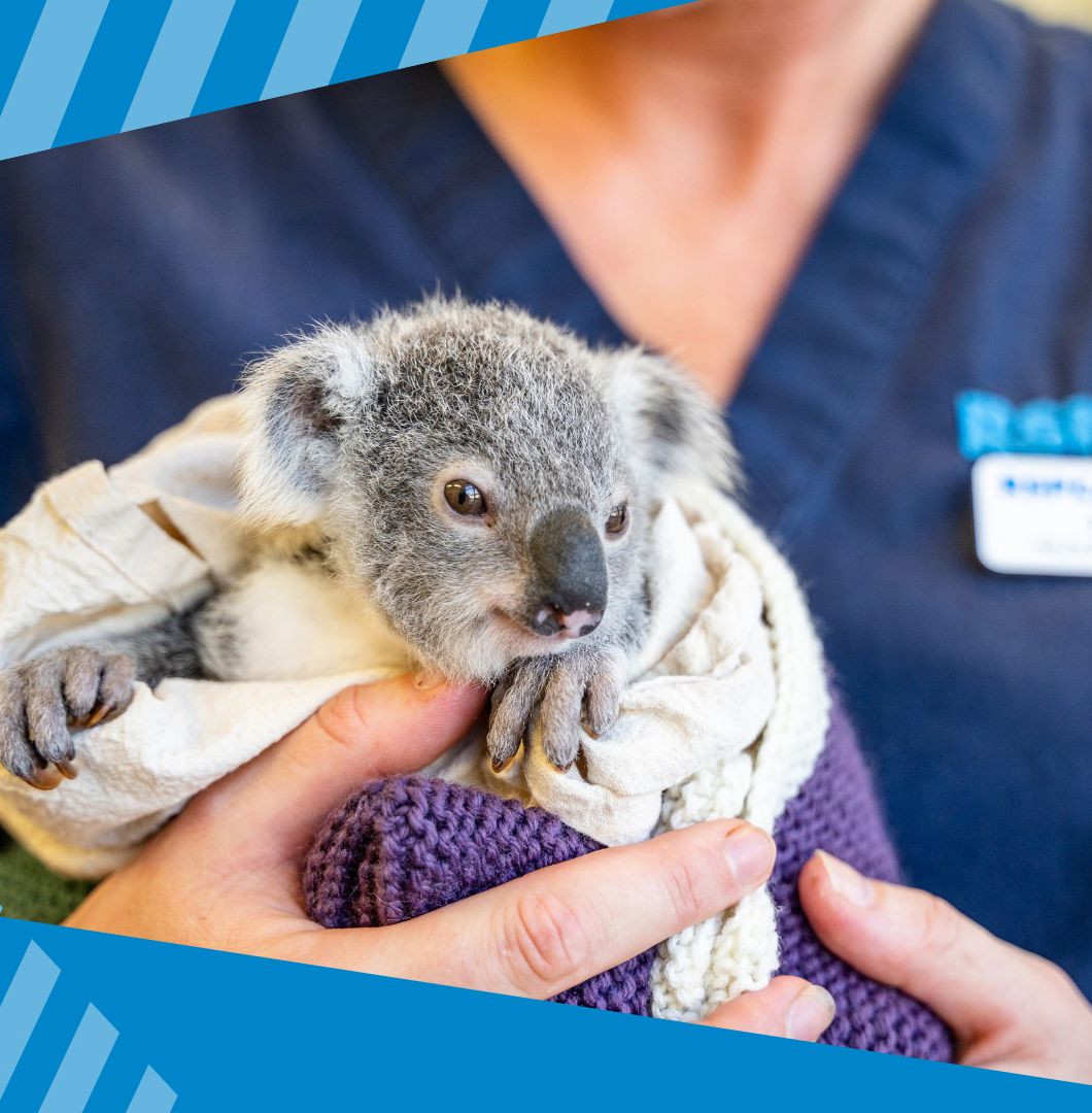 RSPCA Workplace Giving