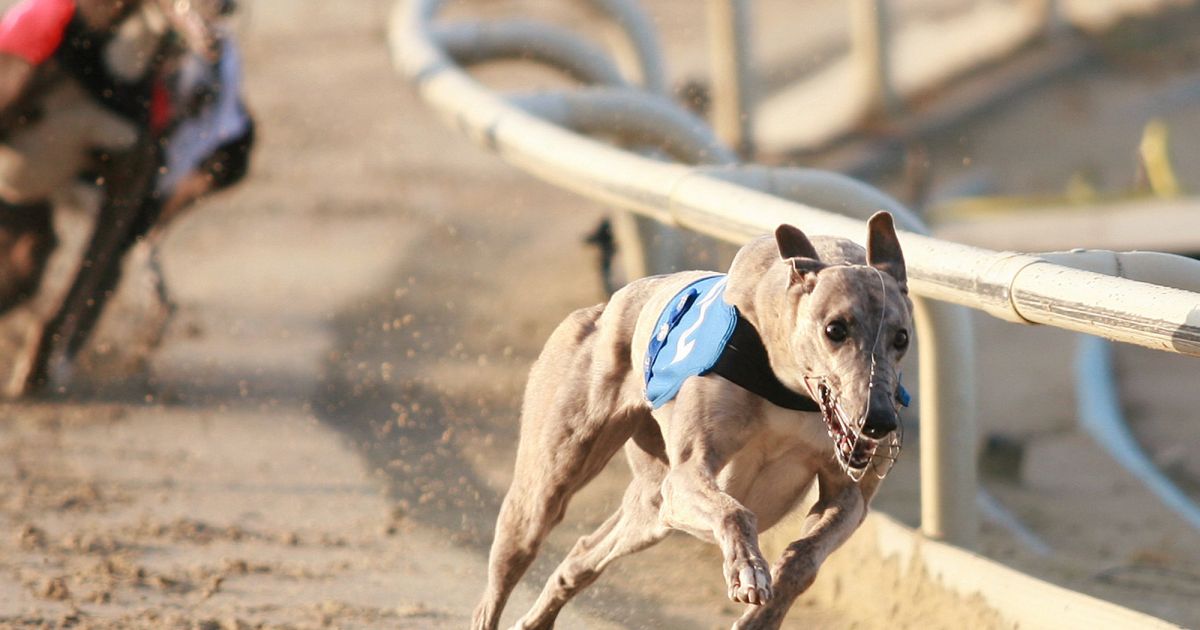 Greyhound racing | RSPCA Australia