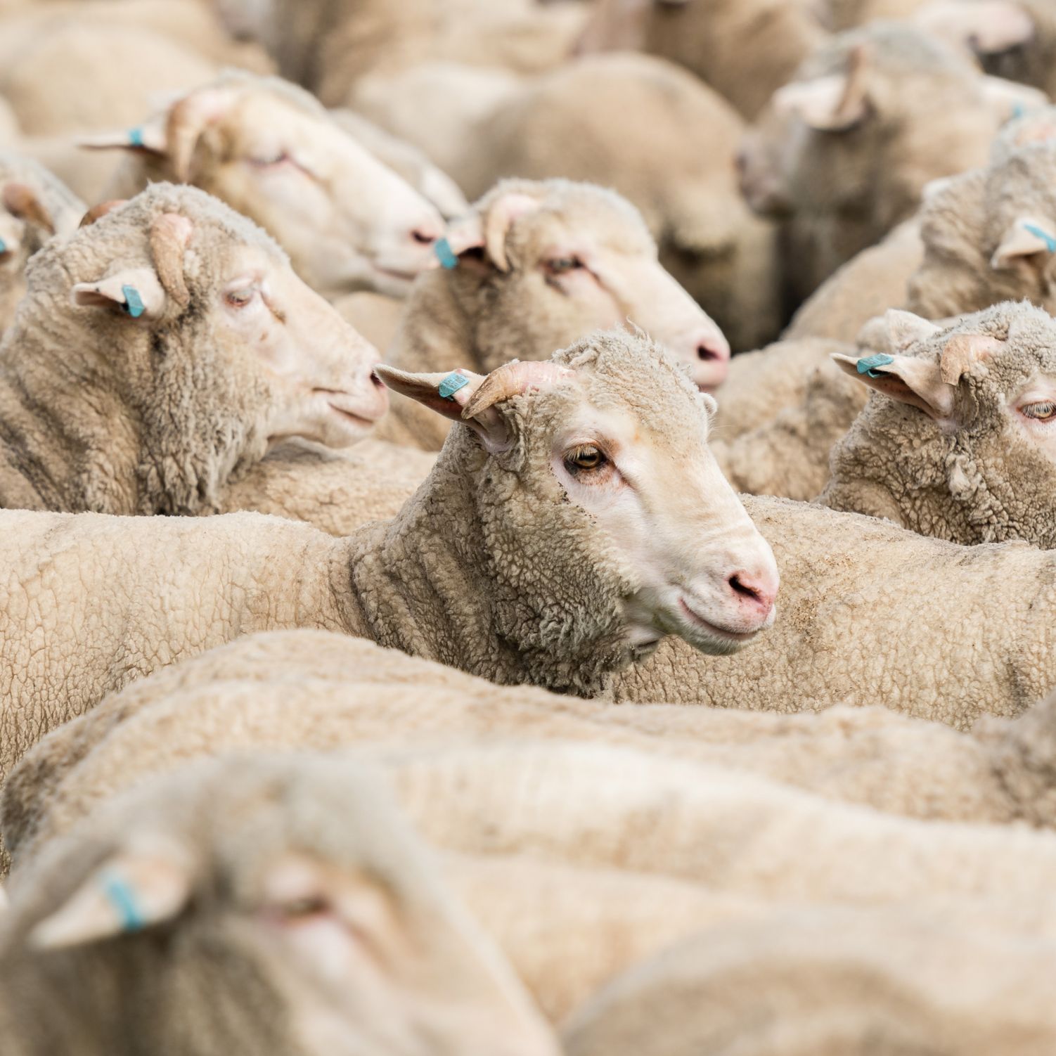 Starving, sweltering and sick — independent data debunks industry ...