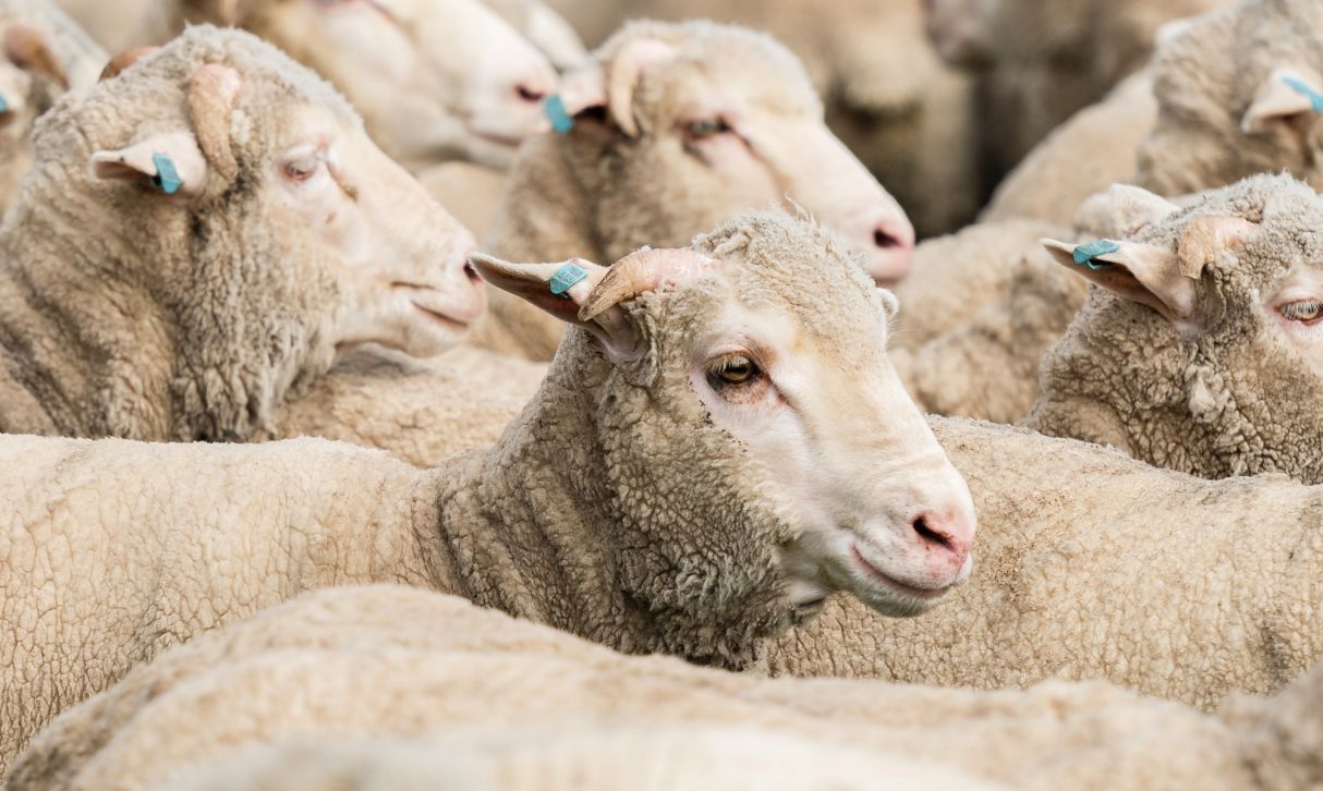 Live sheep export | RSPCA Australia