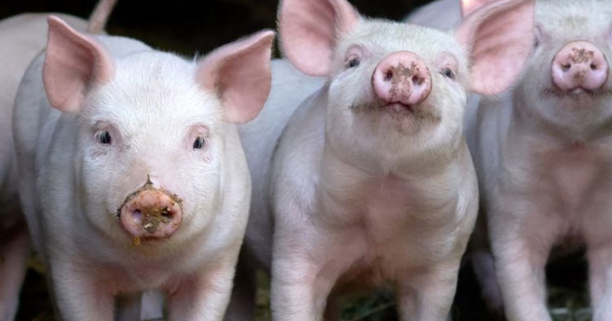 What to know about pig welfare, and why it matters | RSPCA Australia