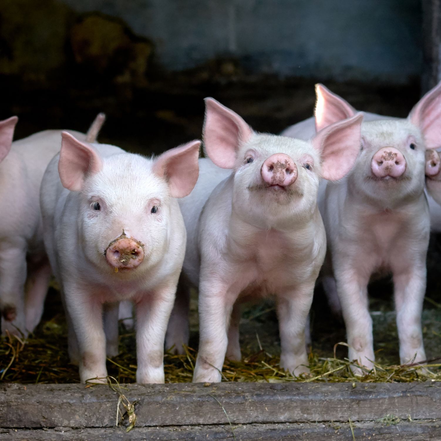 Pig farming | RSPCA Australia