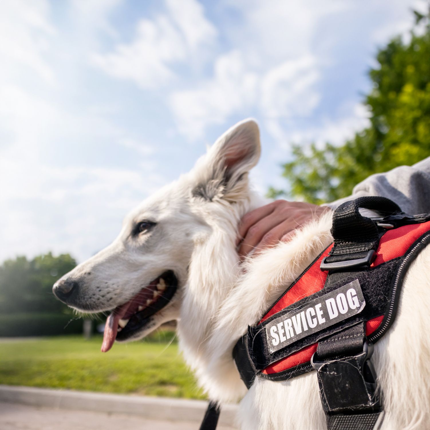 Remembering the welfare needs of assistance animals | RSPCA Australia