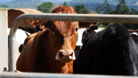 Why is it so important to desex your pet? | RSPCA Australia