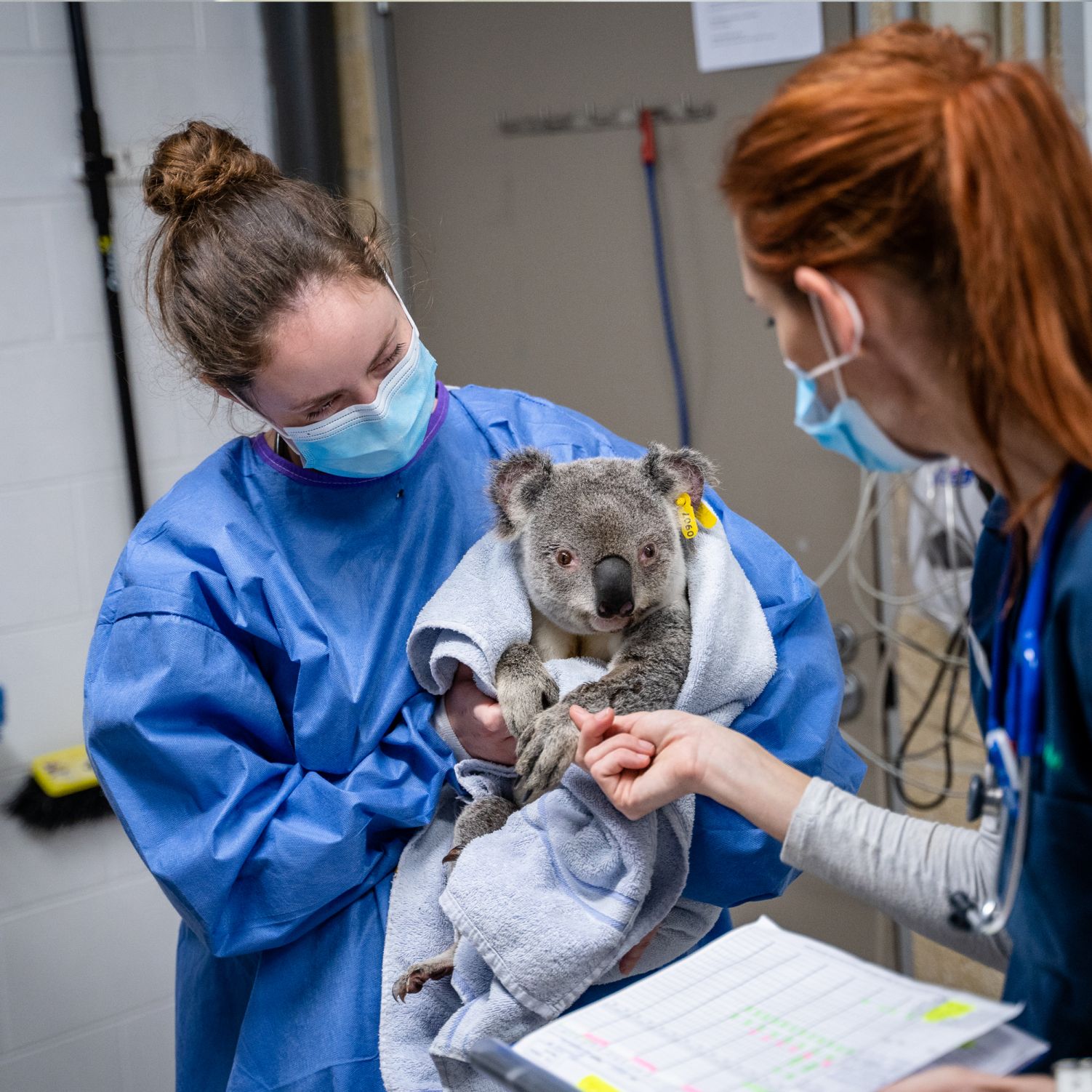 Wildlife | RSPCA Australia