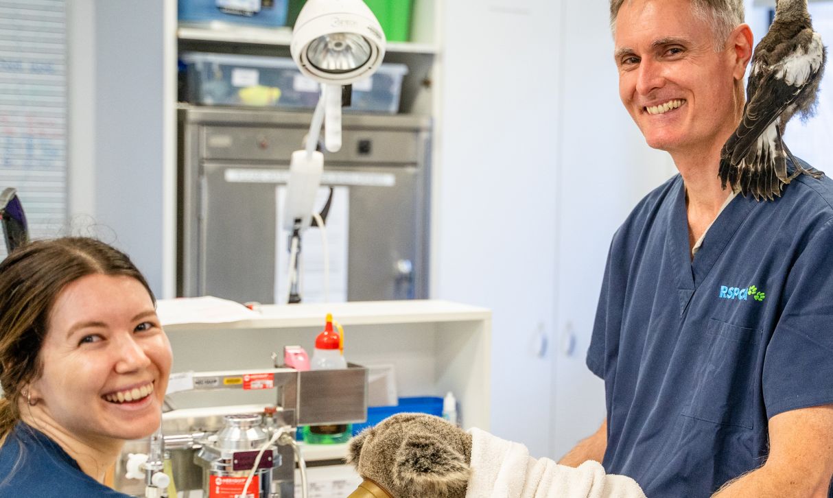 Wildlife | RSPCA Australia