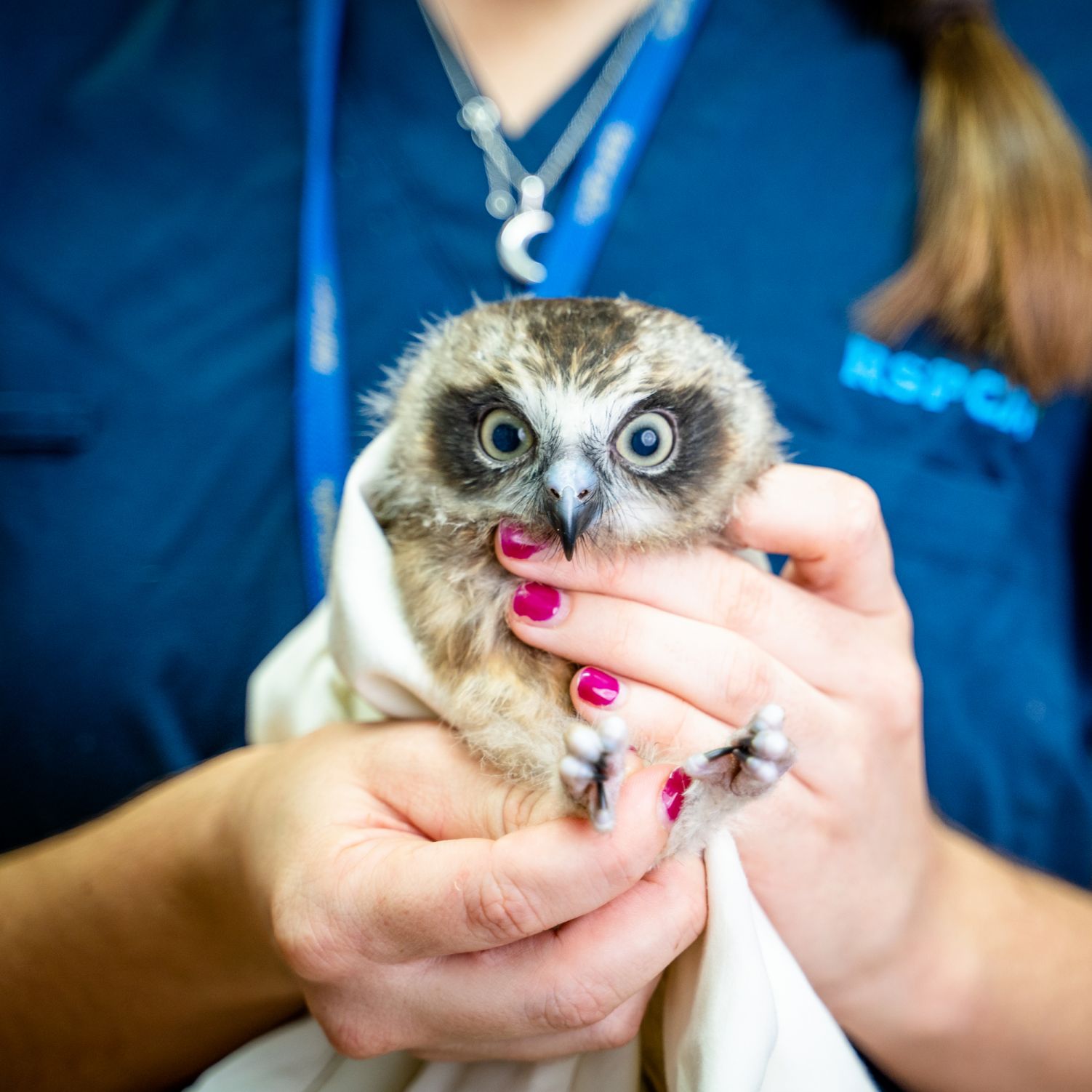 Wildlife | RSPCA Australia